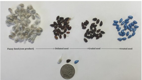 Expansion on the cards for cotton seed processing plant - ABC News