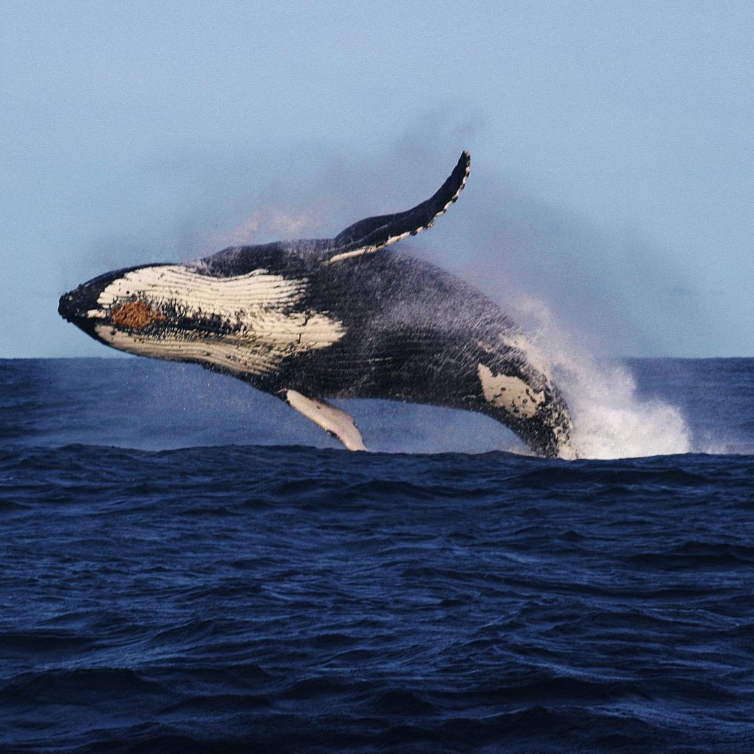 On Drive Piia gets the details on the future of the TSL, hears about ...