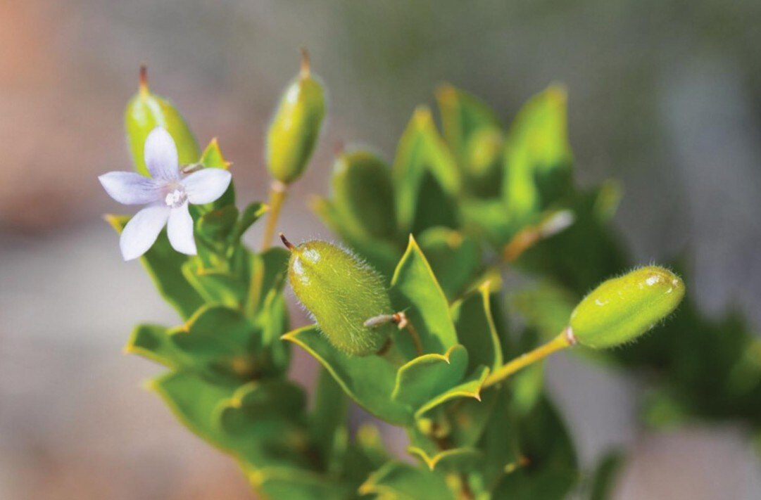 Horned 'devil' bee found in remote Goldfields prompts call for further ...
