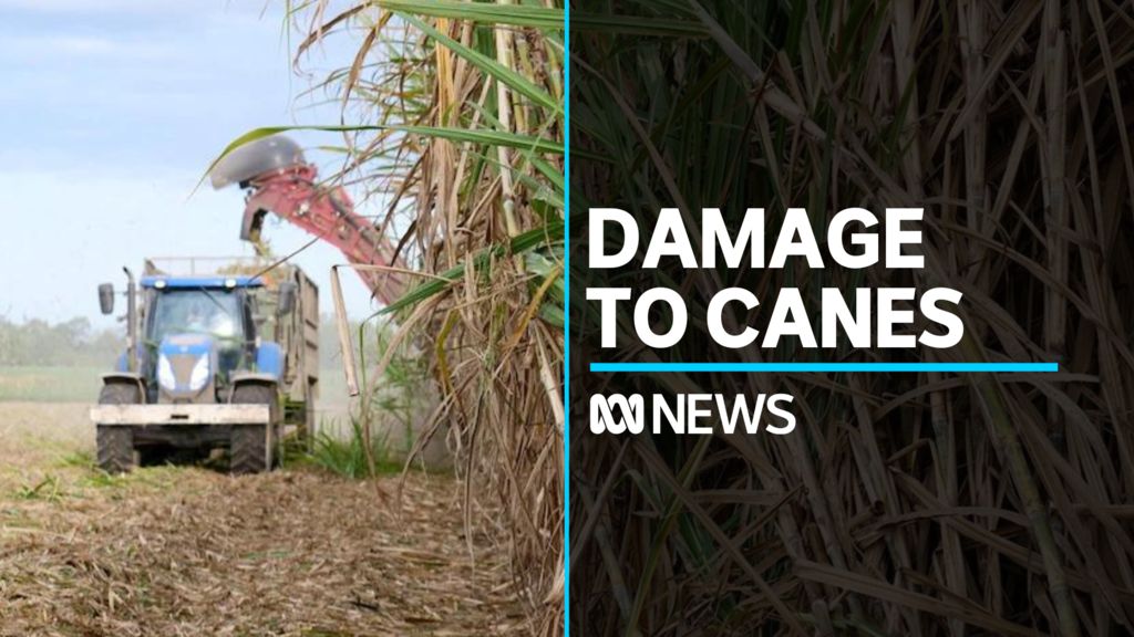 Heavy rain compromises sugarcane crops in Queensland - ABC News