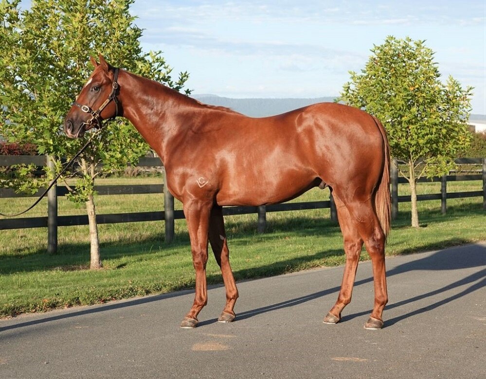 The company processing pyrethrum plants is looking for more land to ...