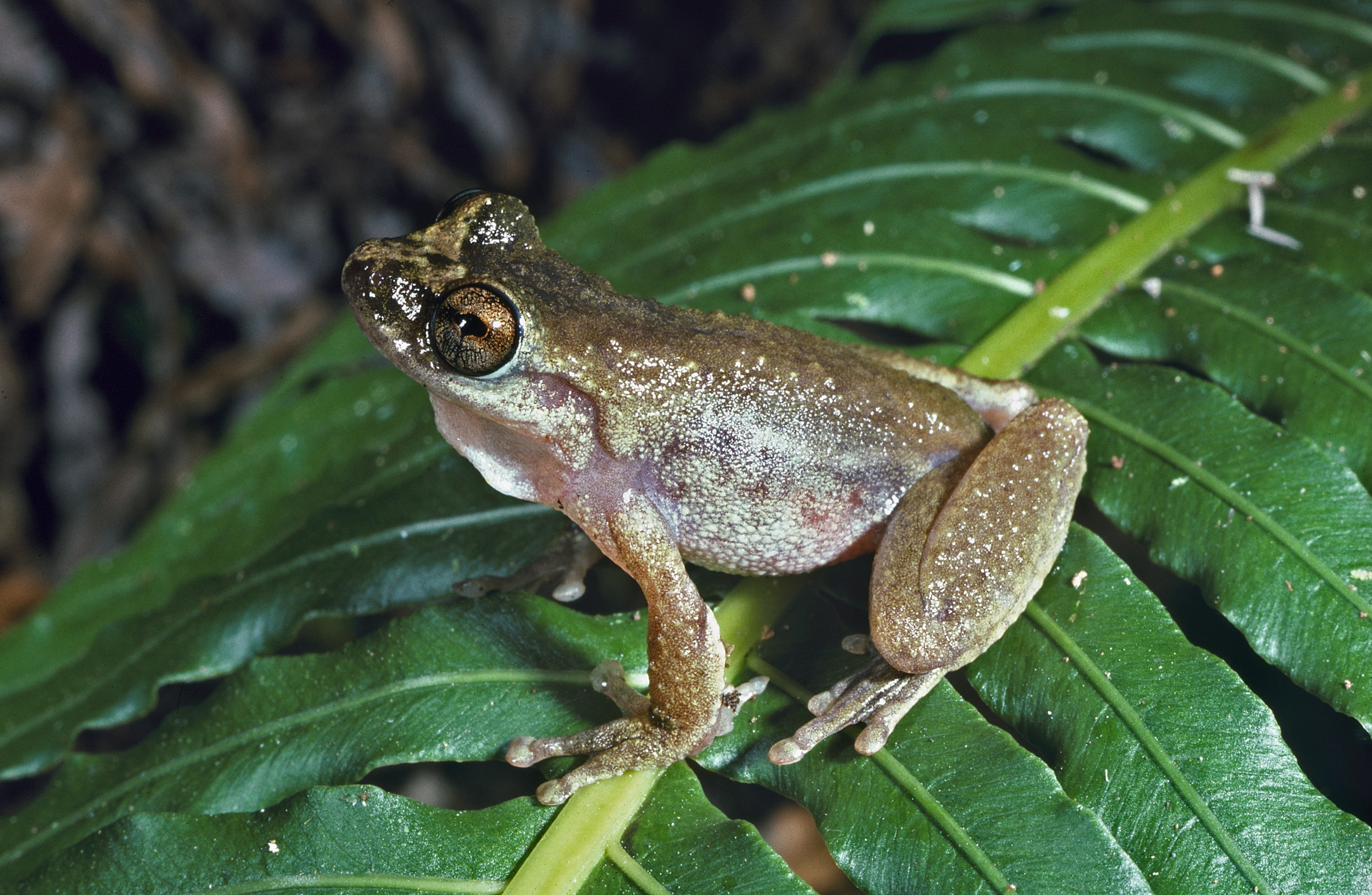Invasive species top killer list as biologists honour Australian ...