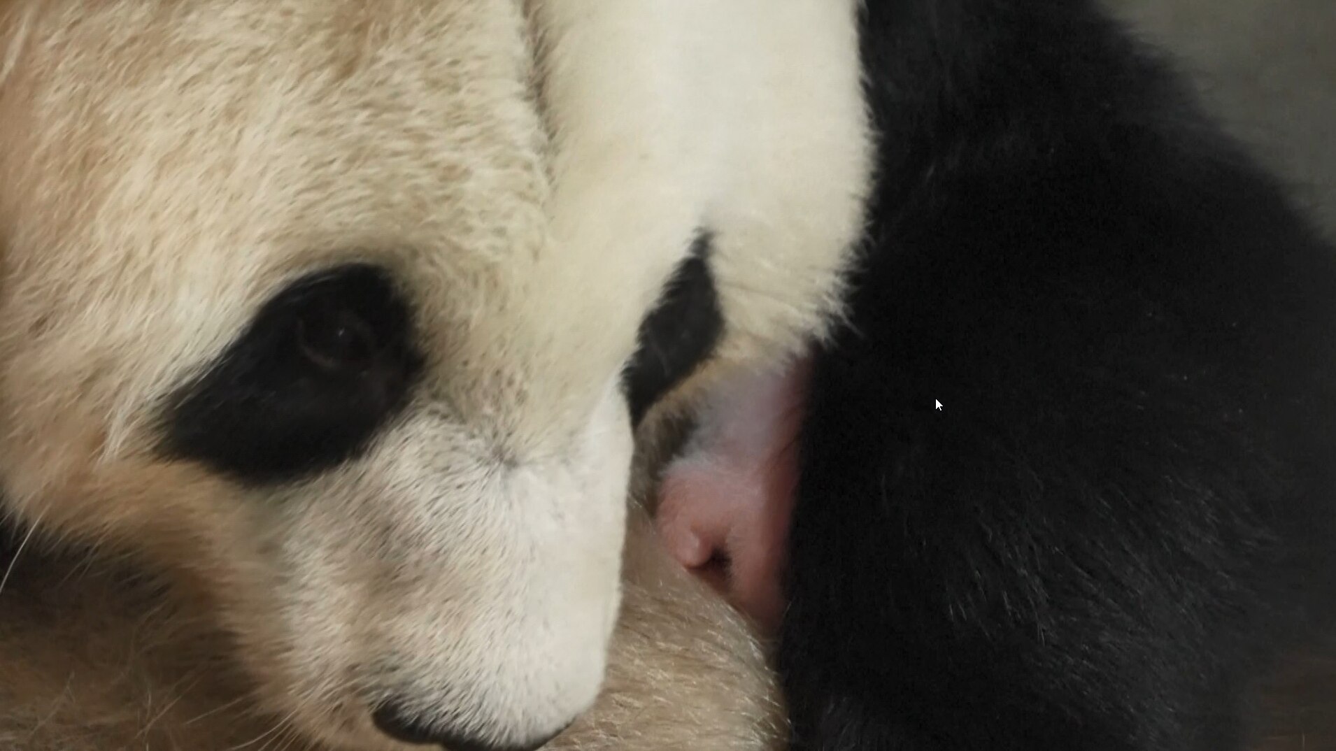 Giant panda Qin Qin gives birth to twin cubs in China in win for ...