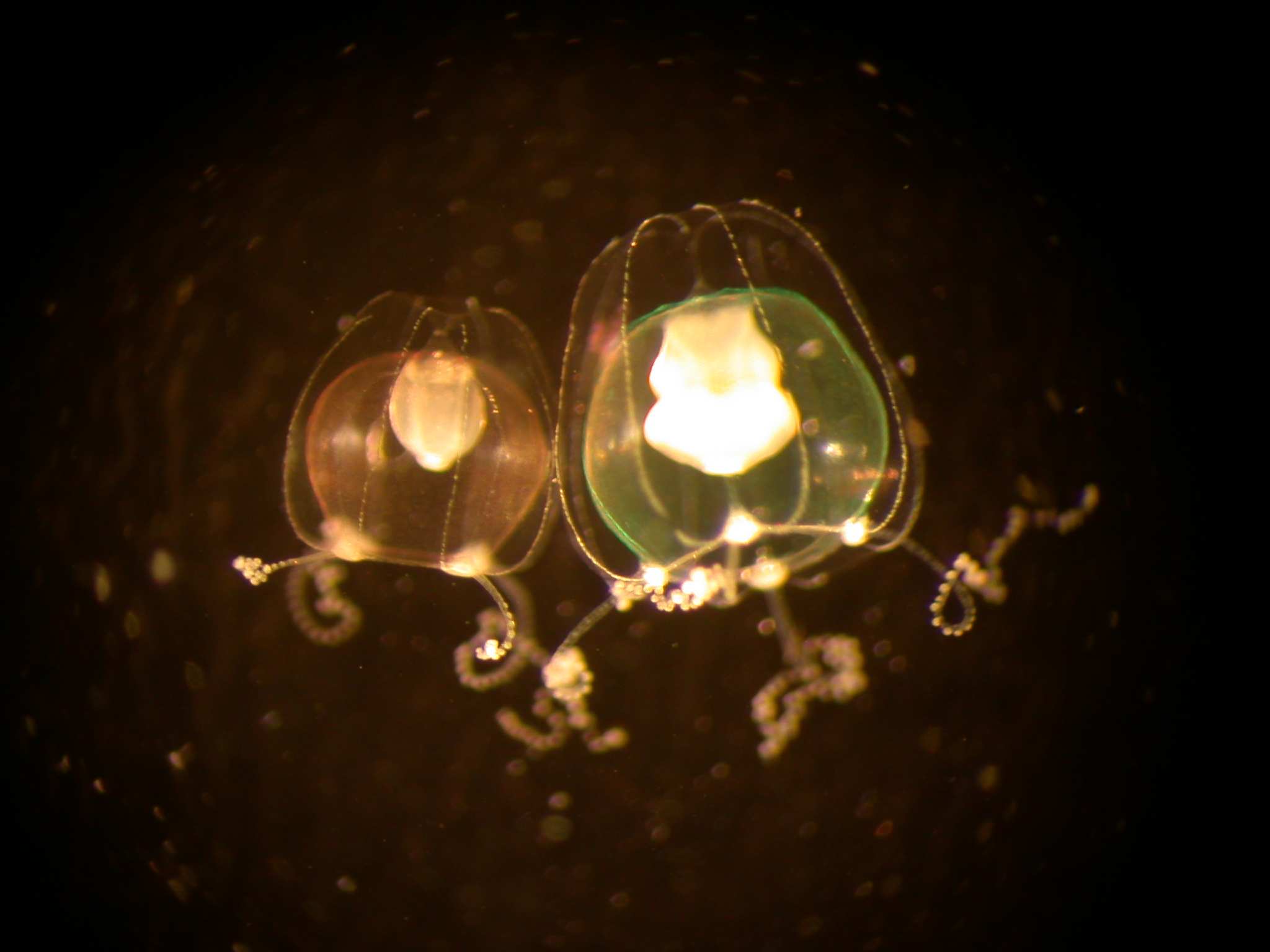 Fishing for micro-jellies on Hobart's docks with one of the world's ...
