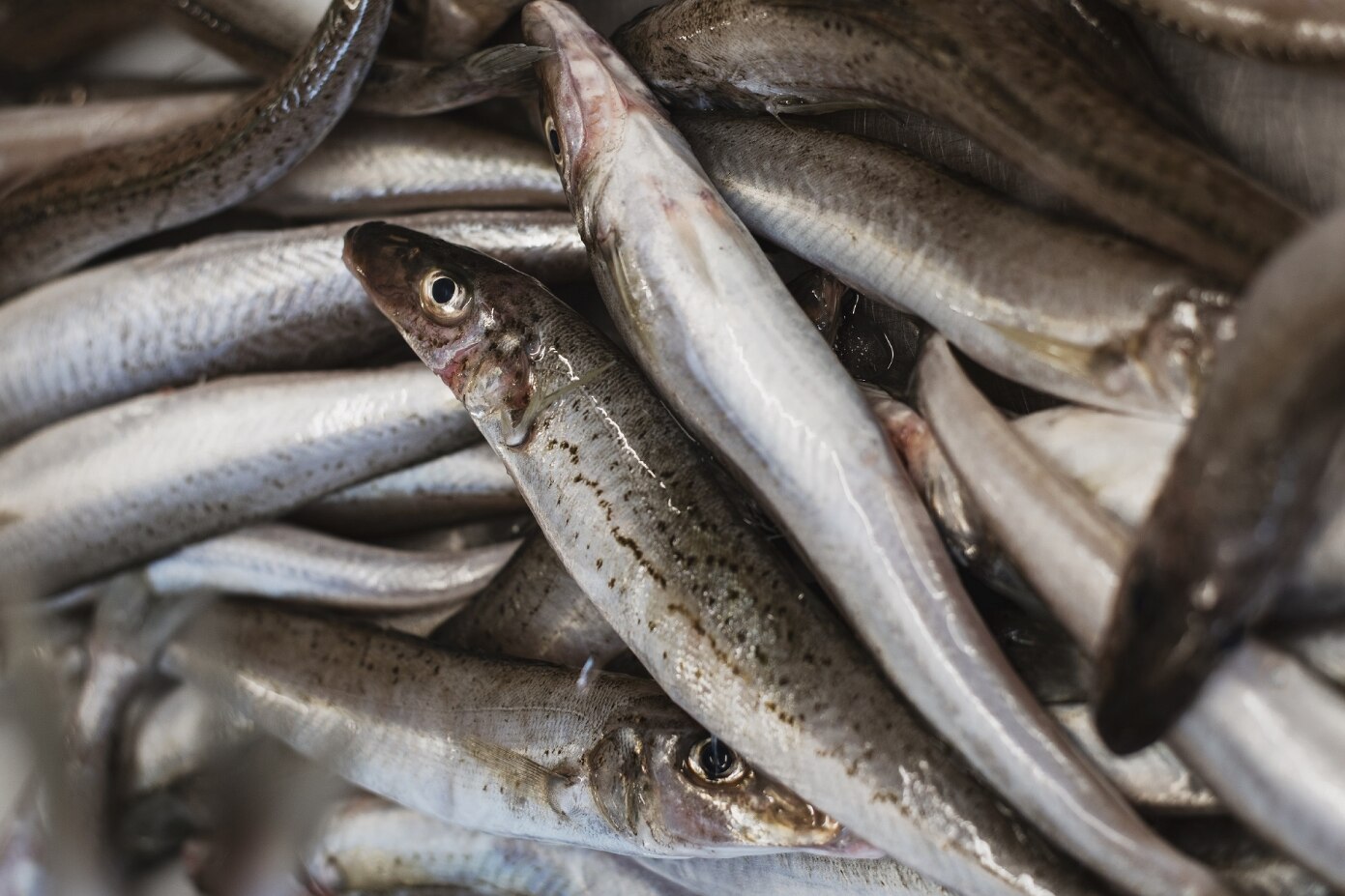 SA Commercial Marine Scalefish Fishery celebrates 185 years of ...