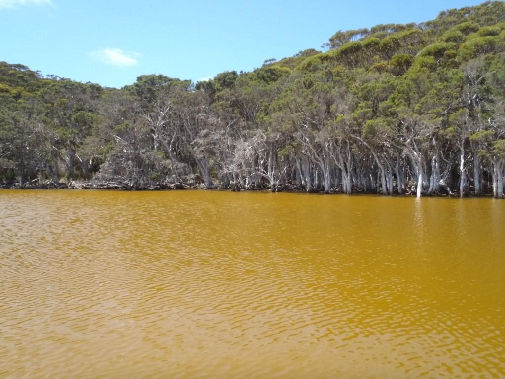 Algal bloom closes popular Wellstead Estuary at Bremer Bay on WA South ...