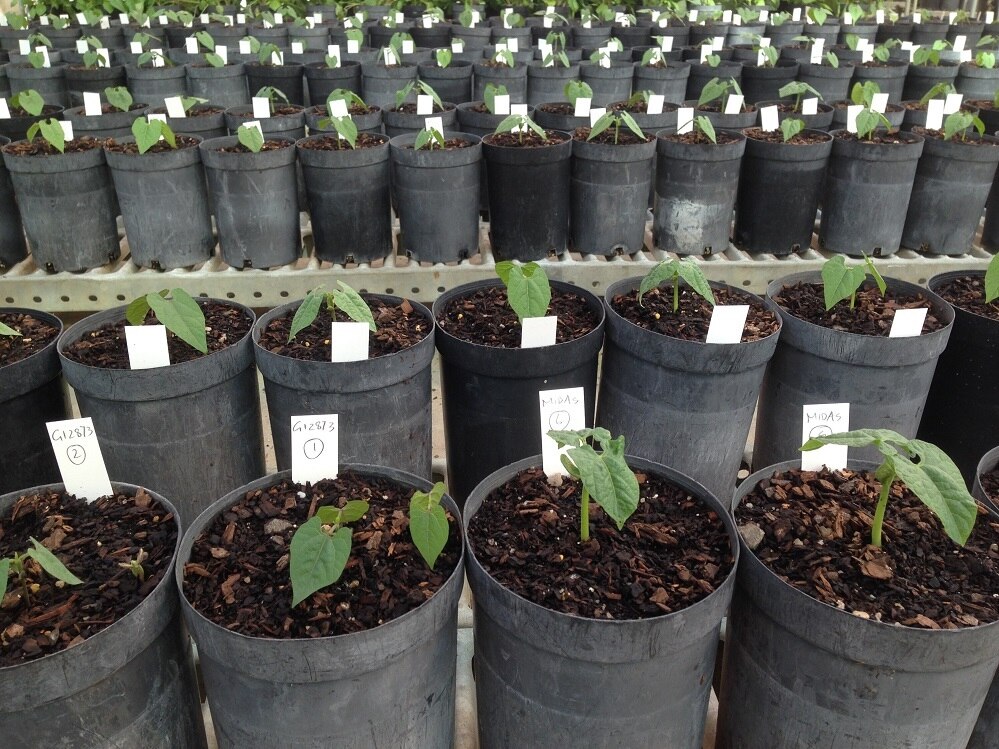 Green string bean growth supercharged as research plots the positive ...