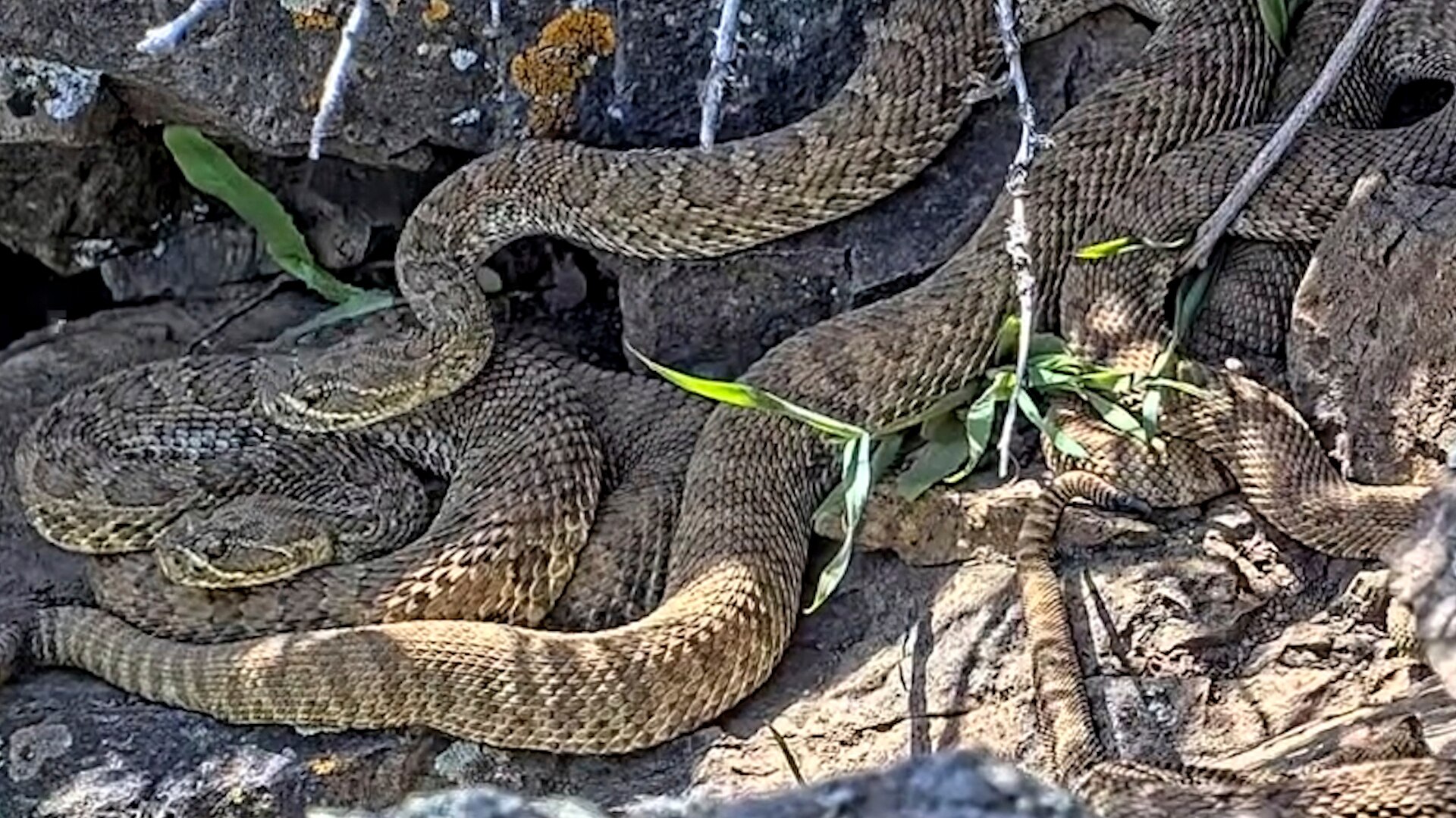 Researchers seek to study elusive rattlesnakes by livestreaming 'mega ...