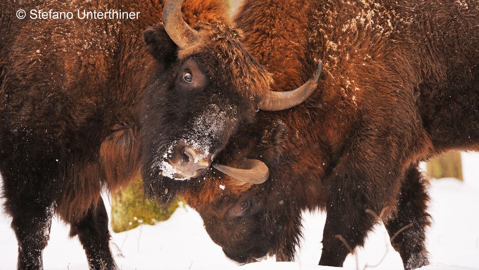 Wild Things - ABC News