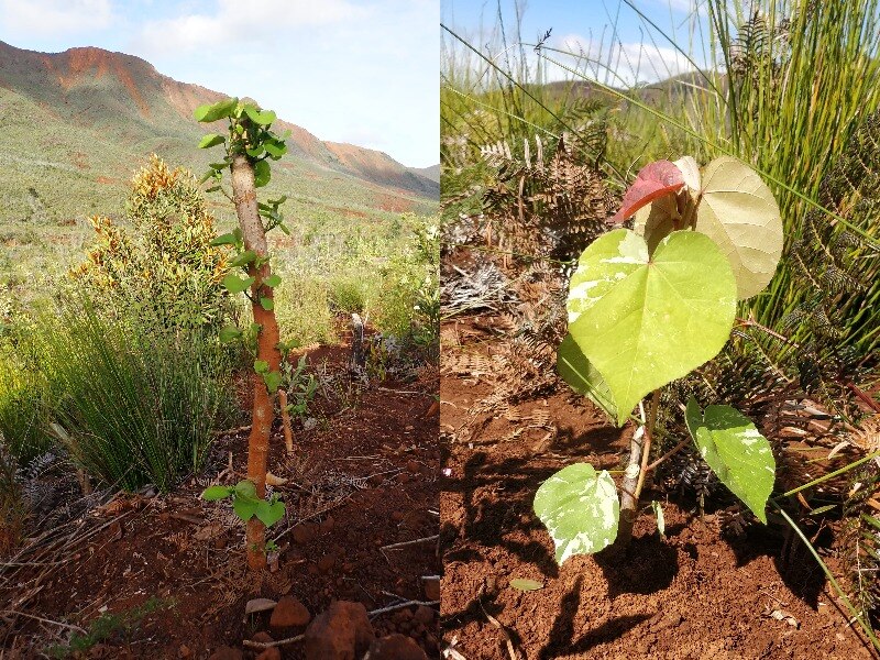 Pacific communities planting fire-retardant trees to help prevent ...