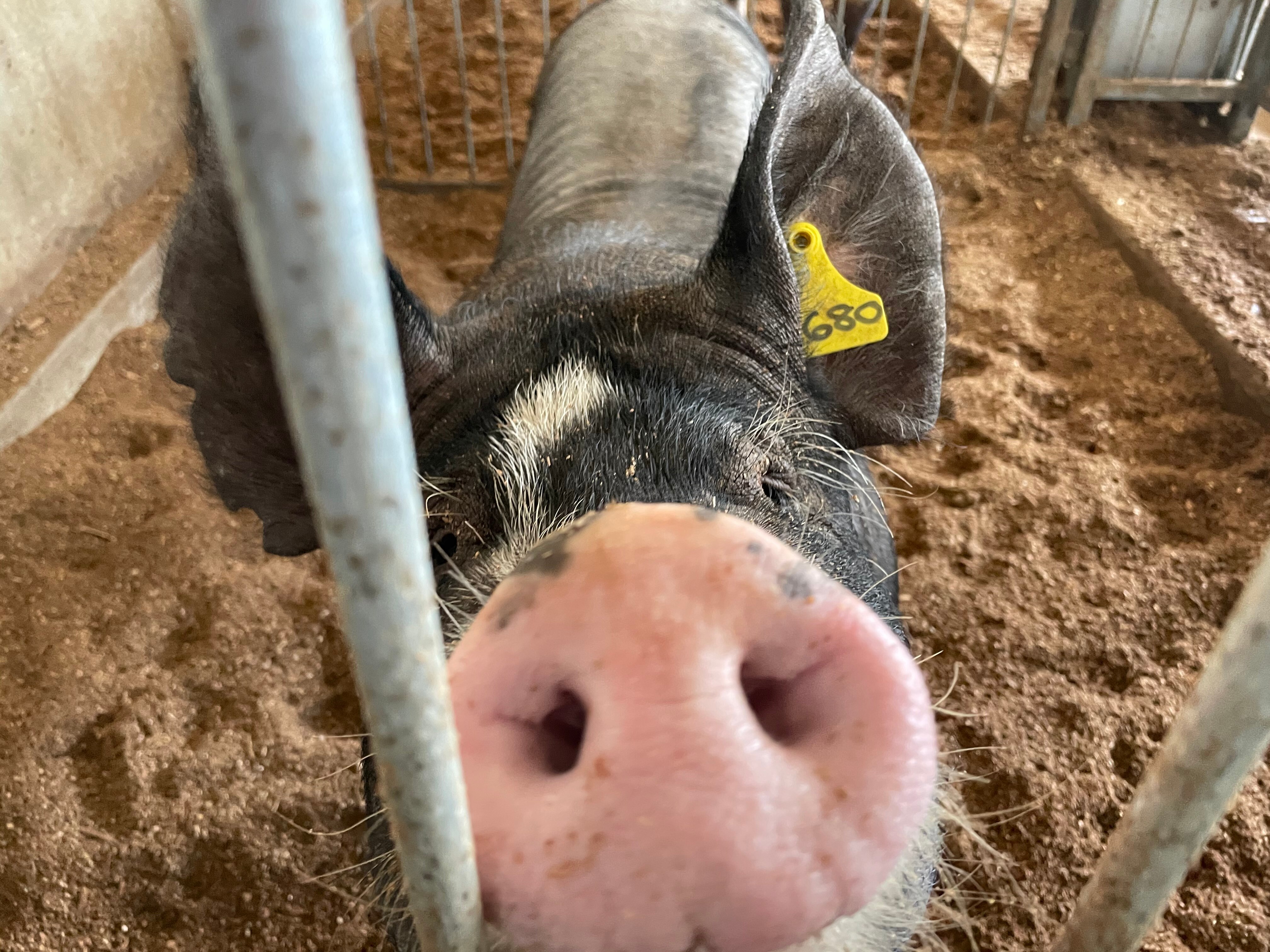 Pig sperm bank expands quarantine station to protect industry from ...