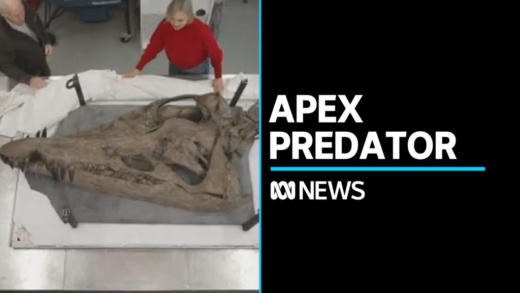 Skull of giant sea creature found - ABC News
