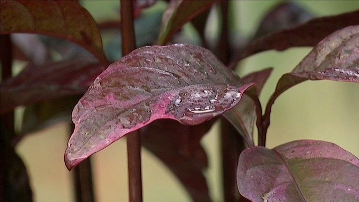 Heading Indoors - Gardening Australia Heading Indoors - Gardening Australia