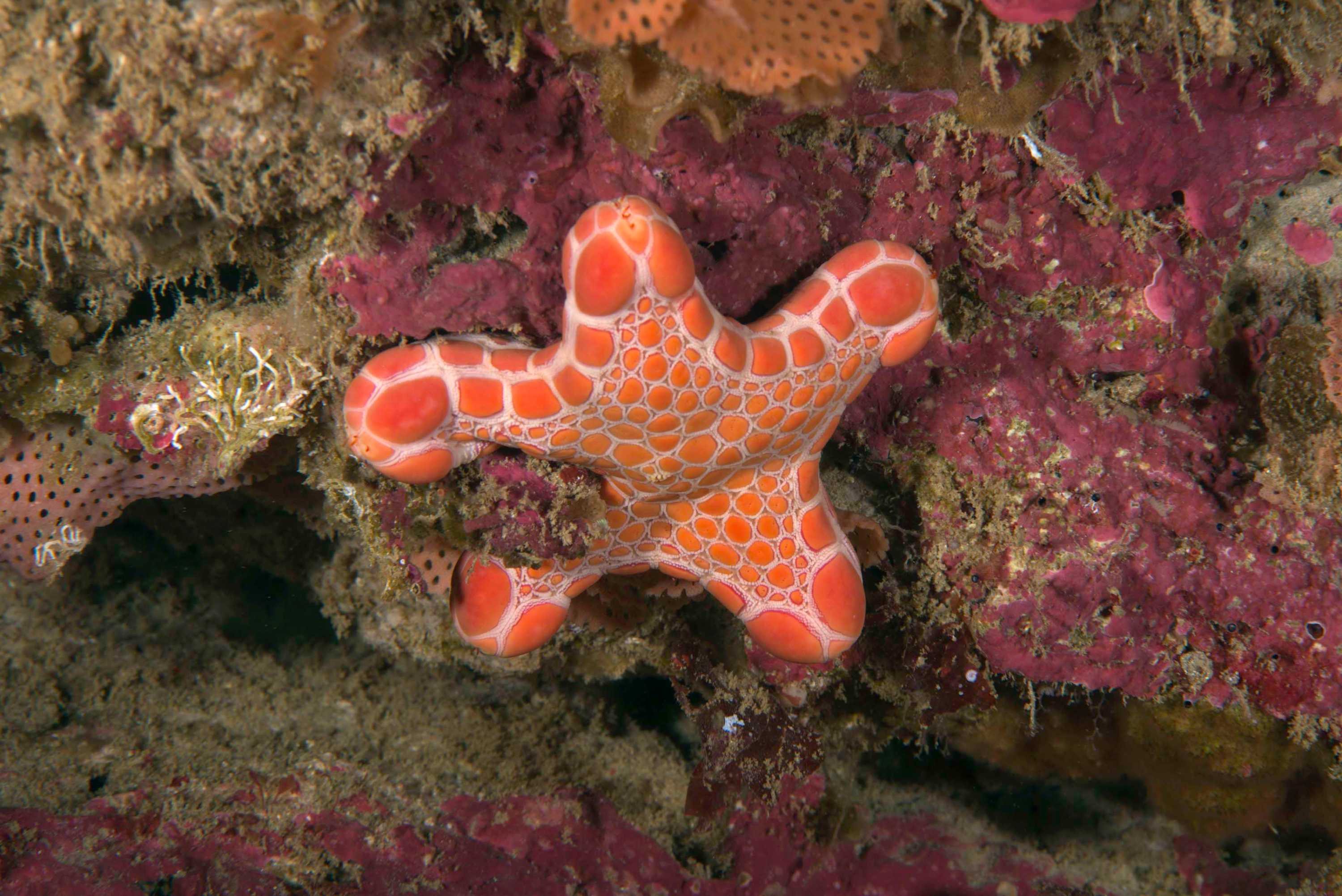 New images reveal a rich world under Victoria's iconic Twelve Apostles ...