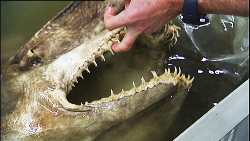 Australian Museum opens archives to show off weird and wonderful - ABC News