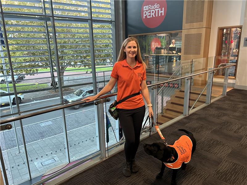 Guide dogs can go anywhere their handler can - ABC listen