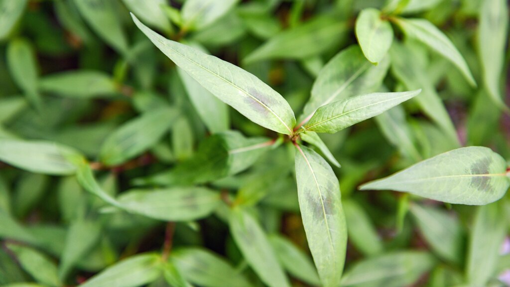 Vietnamese Mint - Gardening Australia
