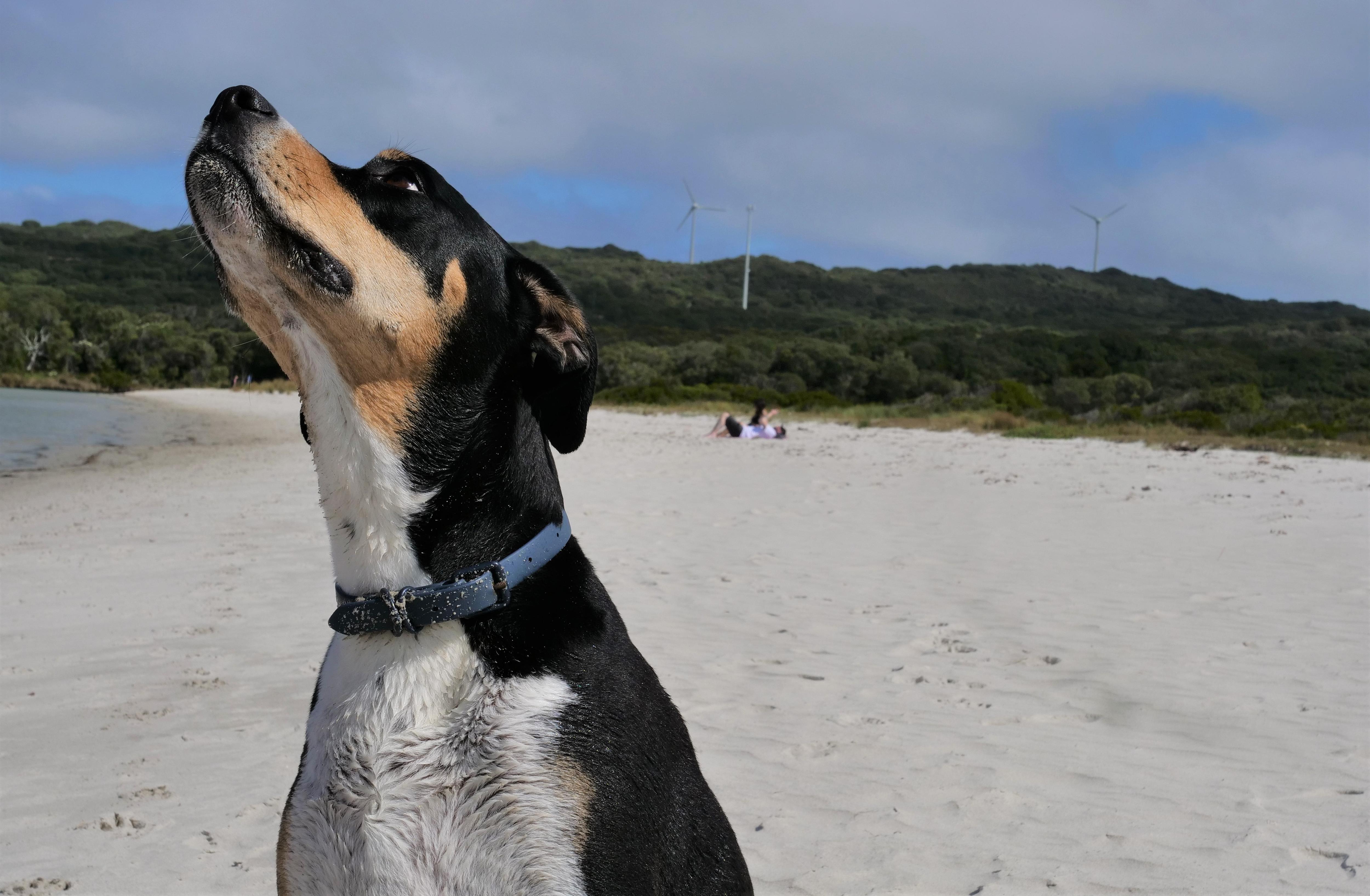 Denmark Shire dog policy divides residents, pet owners left 'confused ...