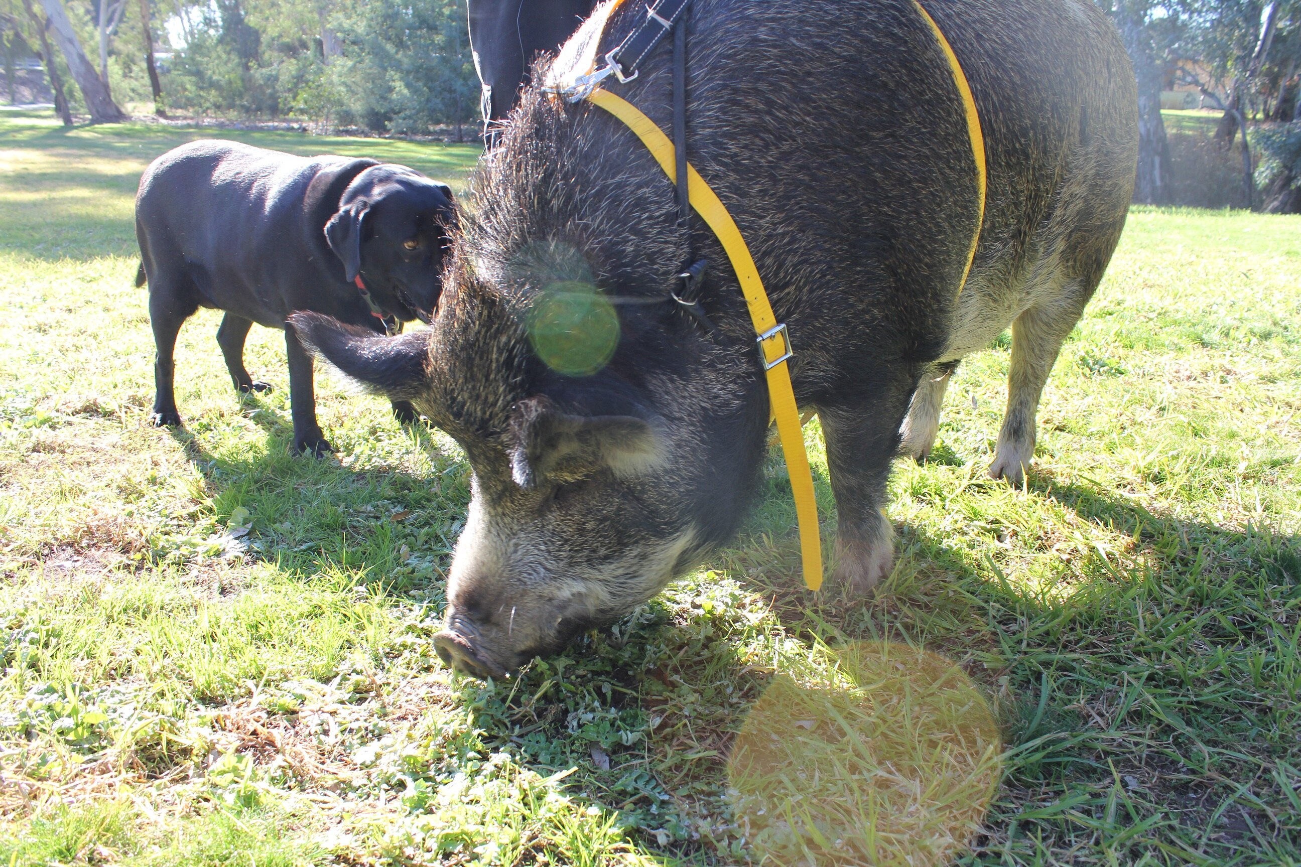 Wangaratta's Grunt the pig is back walking on council streets after a ...