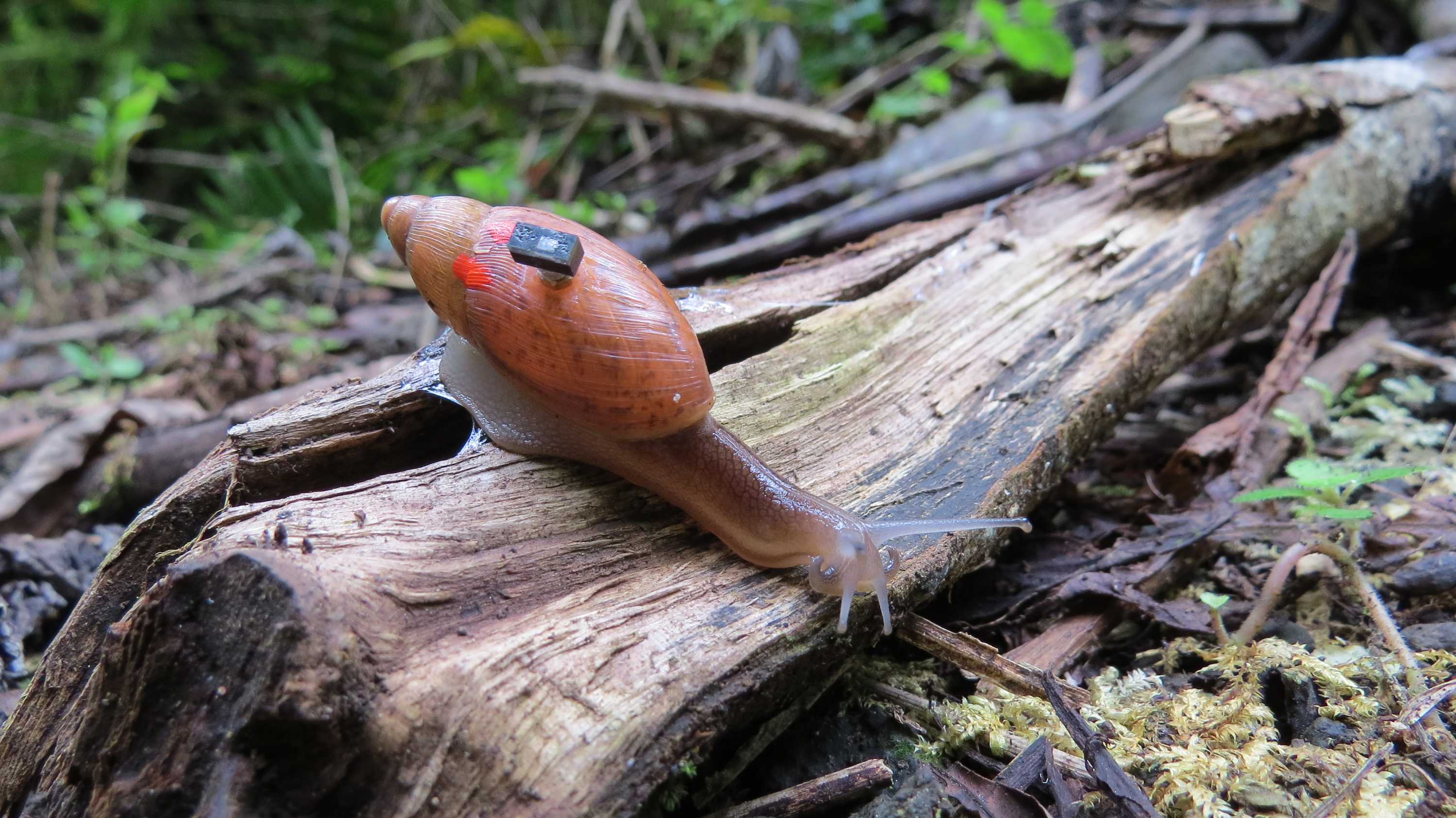 How one Tahitian snail evaded its cannibal predator - ABC Pacific