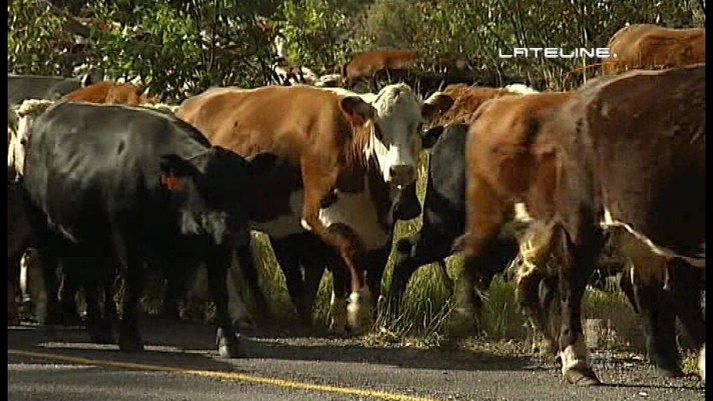 Truck crash leaves cattle scattered - ABC News
