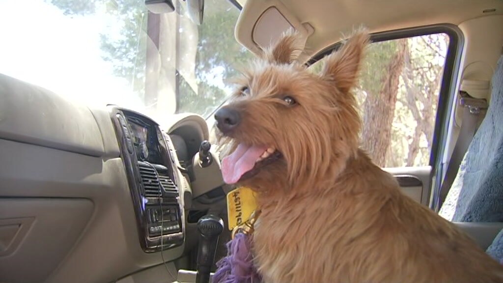 Rusty the dog homeward-bound after 1,500 km odyssey across the country ...