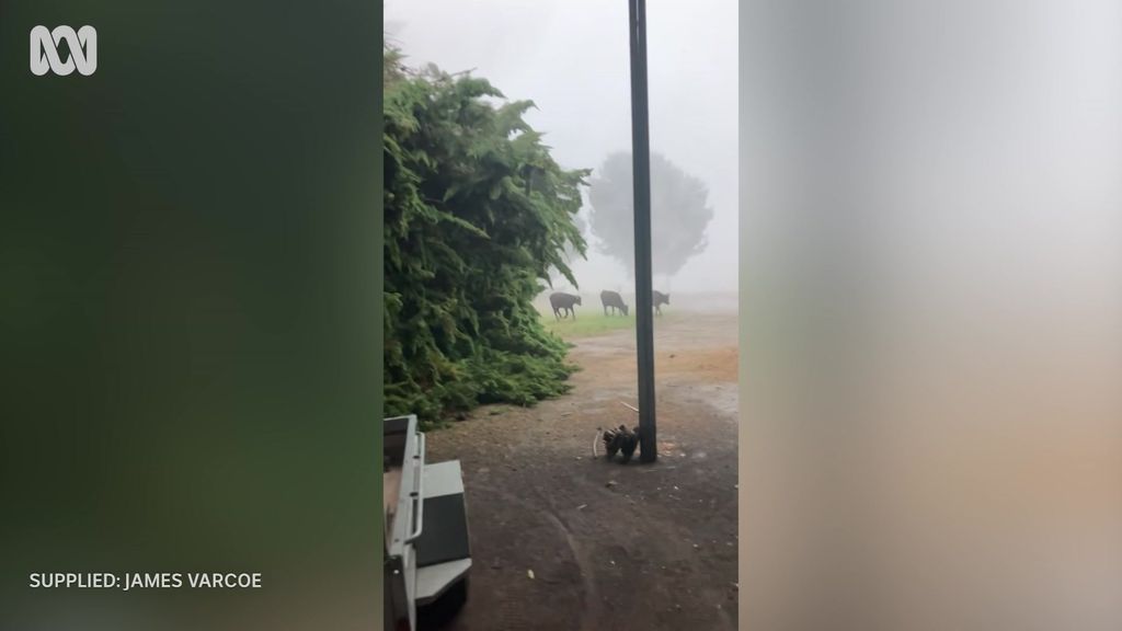 Large tree ripped from ground during 'tornado' in south east SA - ABC News