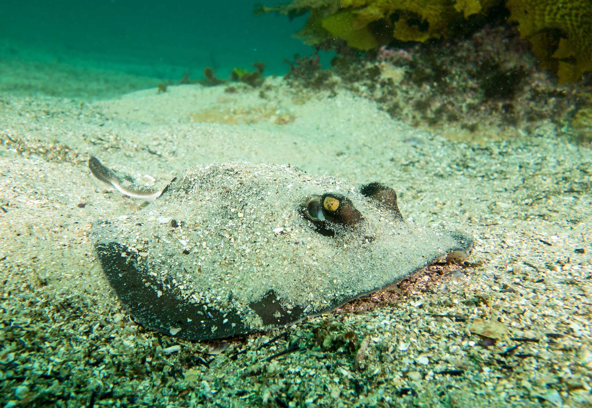 Stingray injuries second only to bluebottles in NSW, prompting warning ...