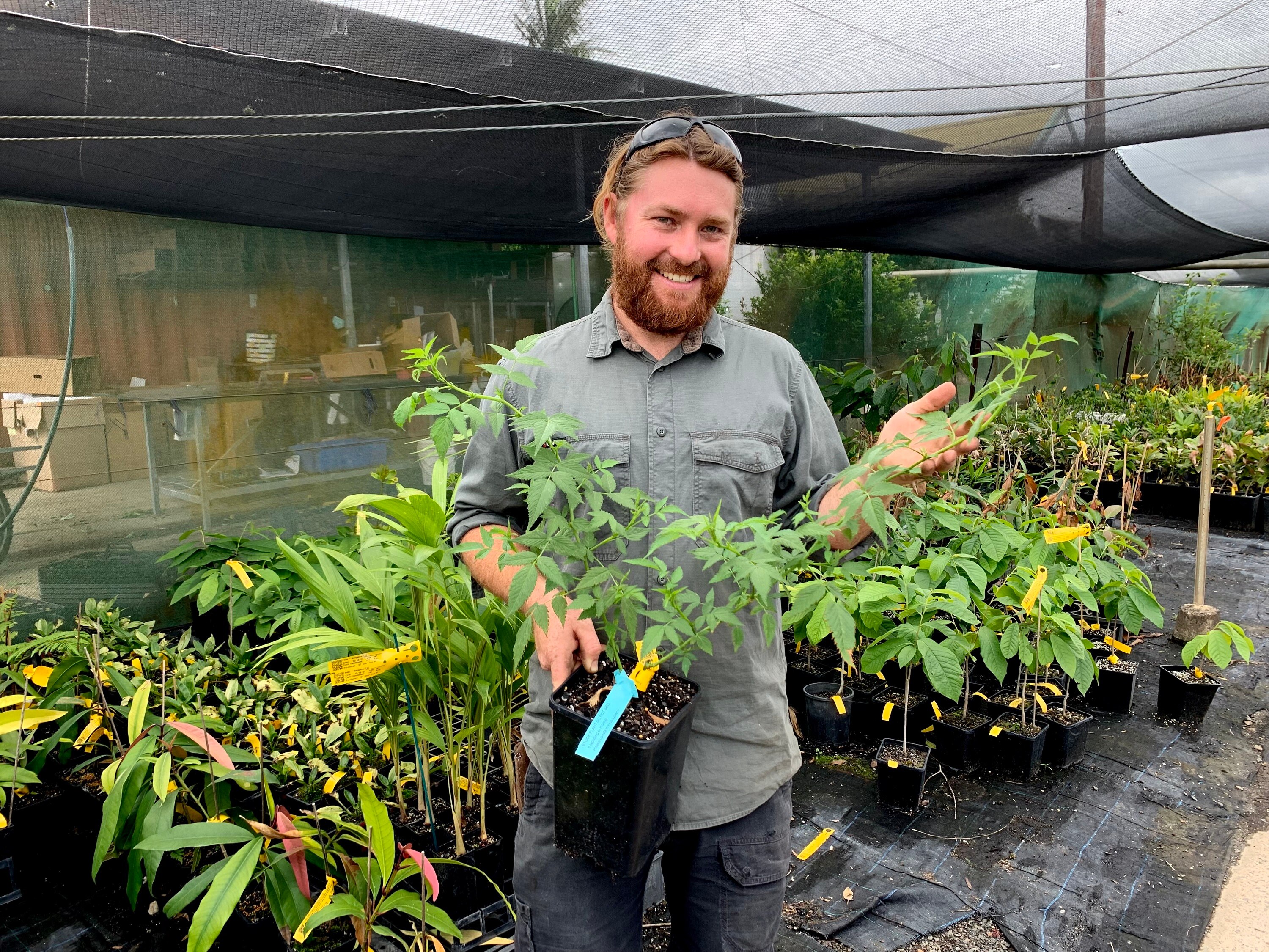 Thornless native raspberry discovery a game-changer for native food ...