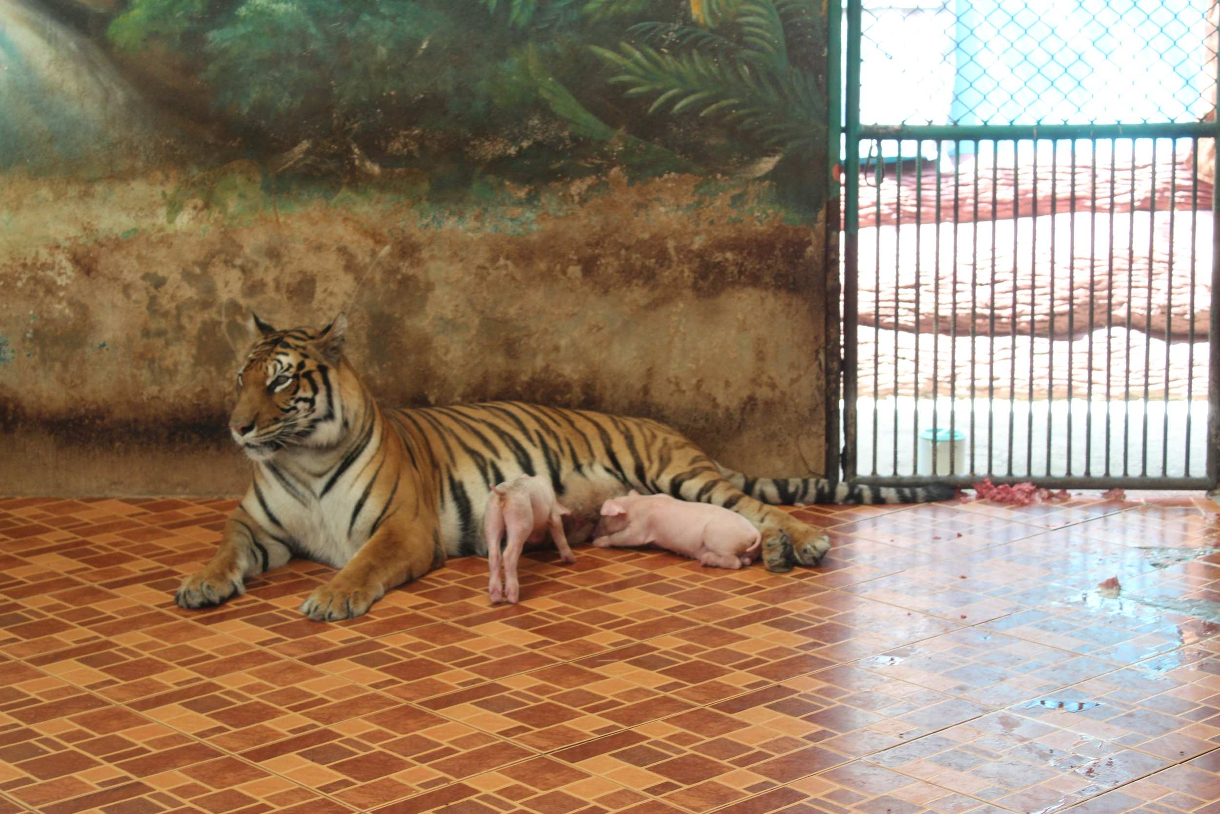 Exploitation of big cats goes far beyond Tiger King, animal advocates ...