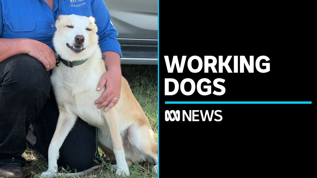 City dogs and working dogs go head to head - ABC News
