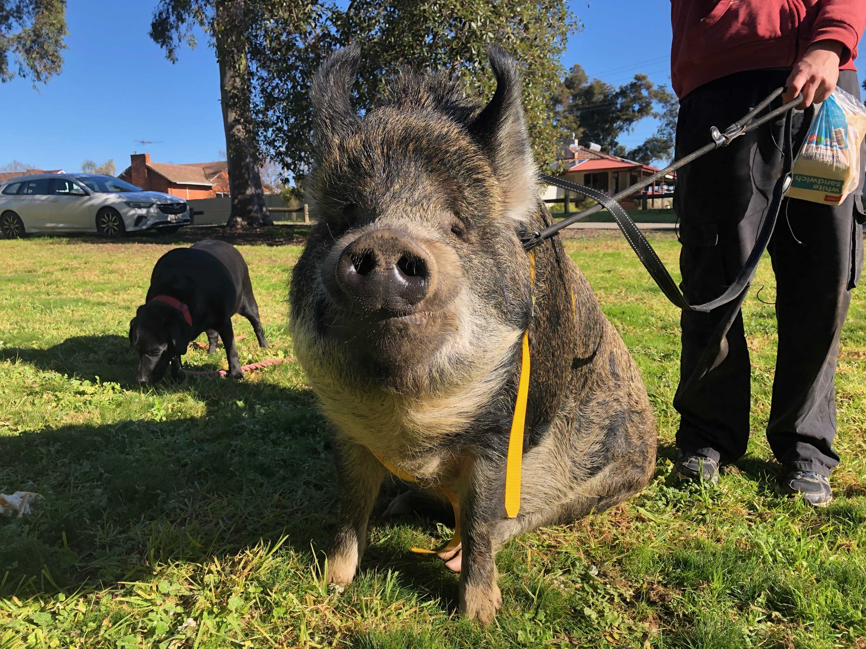 Wangaratta's Grunt the pig is back walking on council streets after a ...