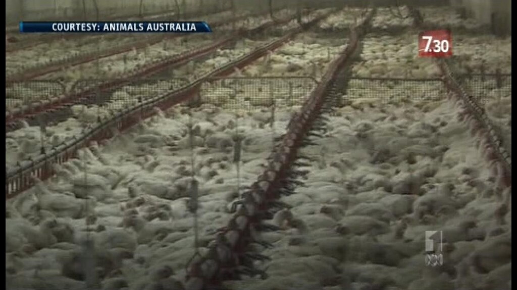 Chicken Welfare - ABC News