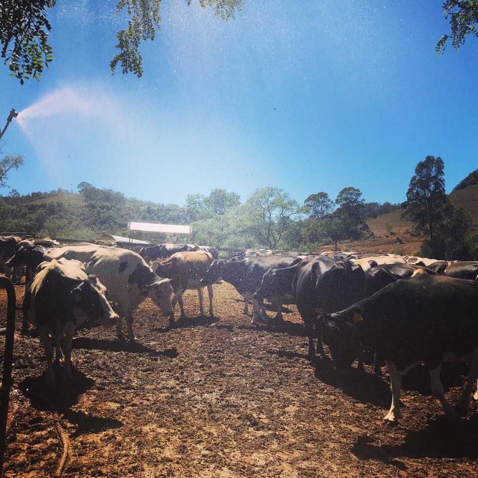 Adopt-a-cow scheme helps keep historic dairy on its feet during ...