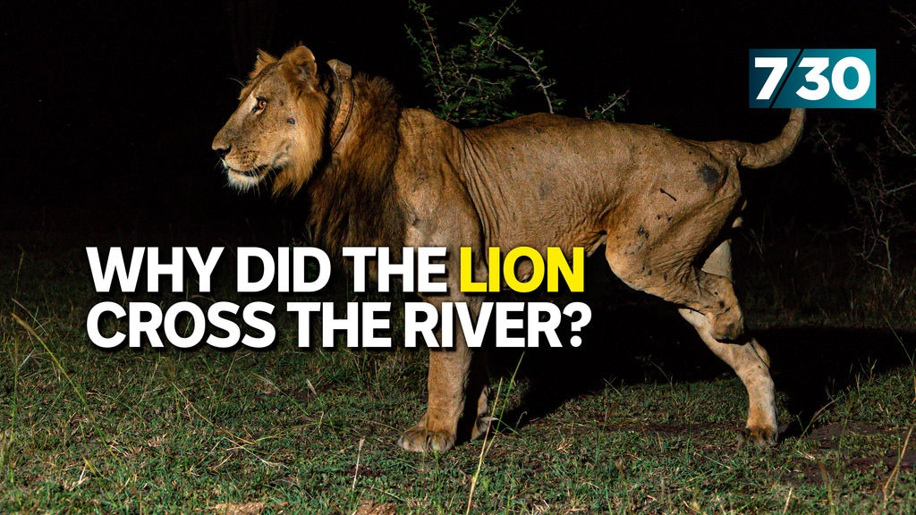 What happened to Jacob – the three-legged lion? - ABC News