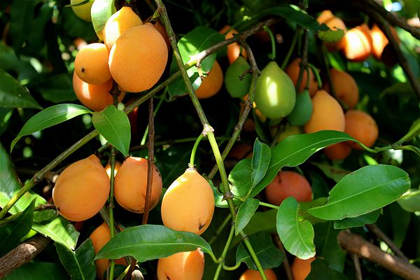 Achacha is a tropical fruit from Bolivia, but the world's first ...