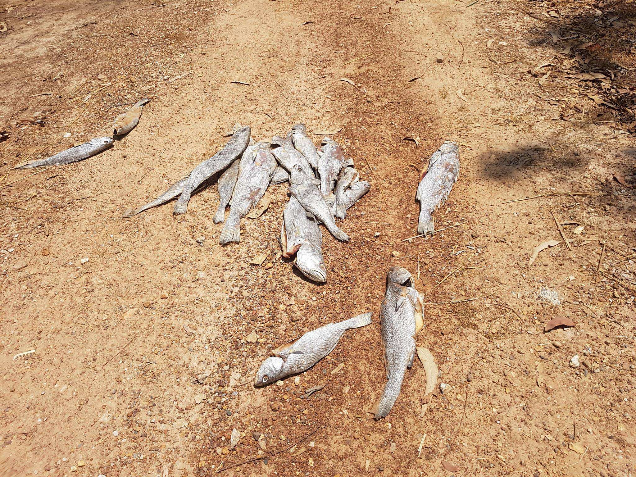 Jewfish dominate black market to meet Asia demand - ABC News