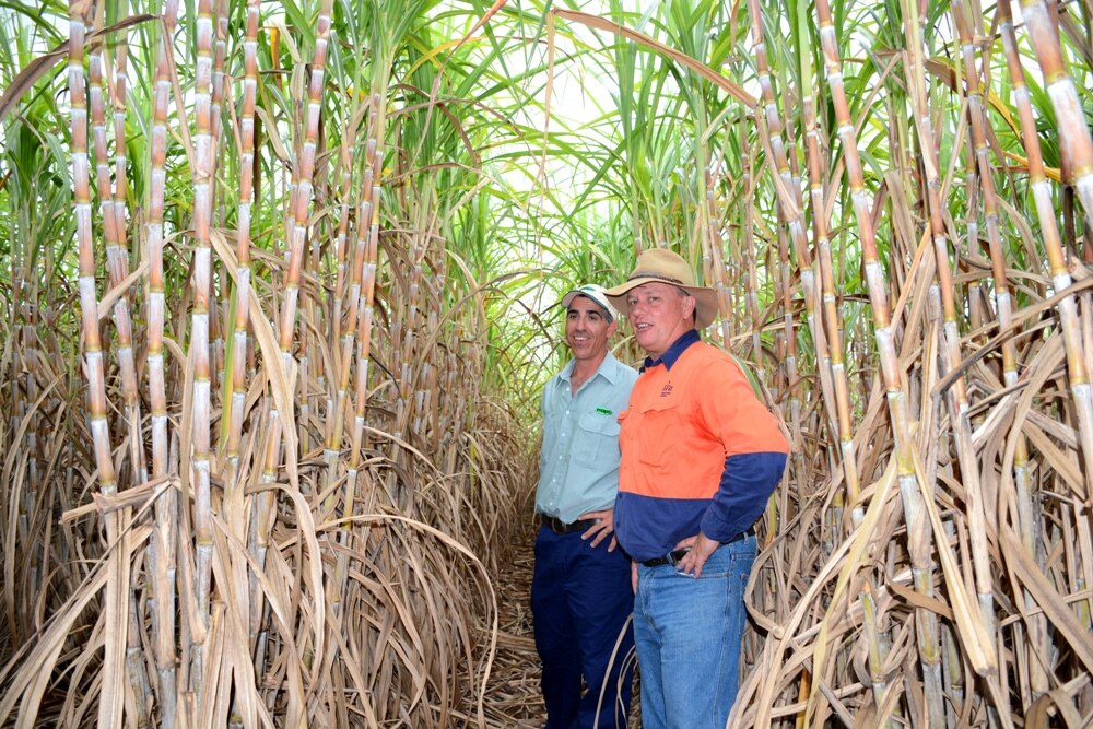 New Mackay-bred sugar cane in the pipeline for the region's growers ...