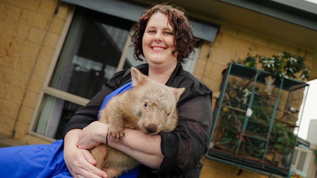 The reality of being a volunteer wildlife rescuer and carer - ABC News