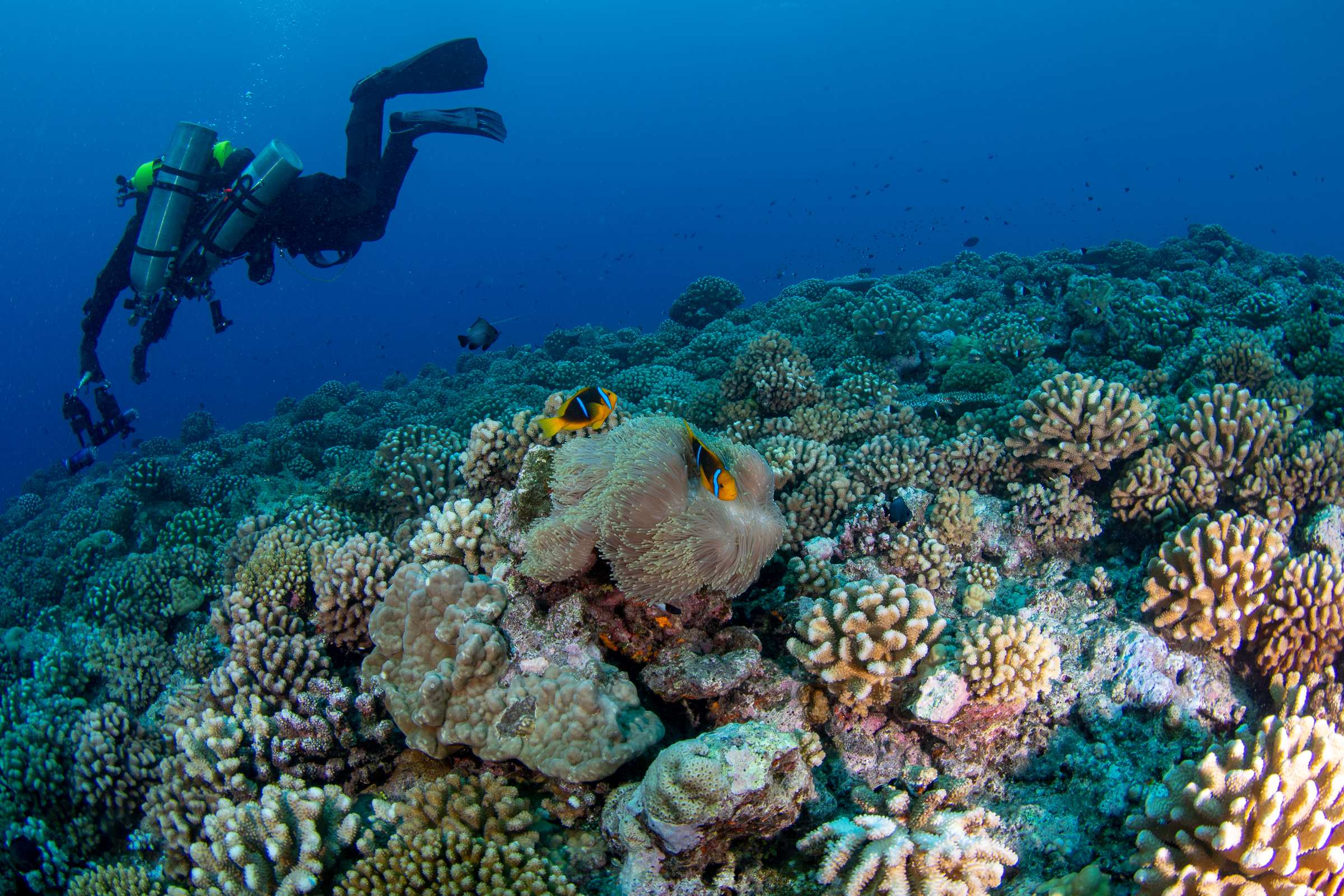 Coral bleaching event underway in French Polynesia despite no El Nino ...