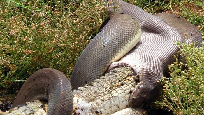 Snake Eats Sheep