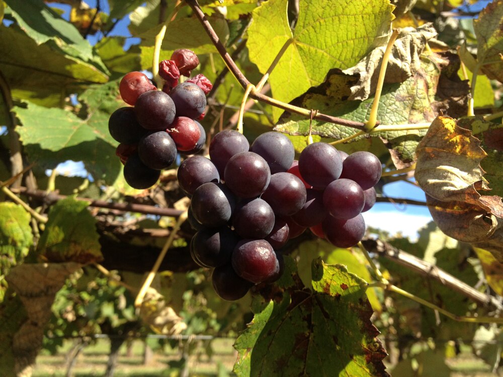 Predicting the future through grapes - ABC News