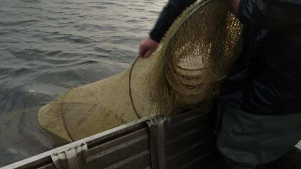 Eel Tagging: Tagging reveals migratory movements - ABC News