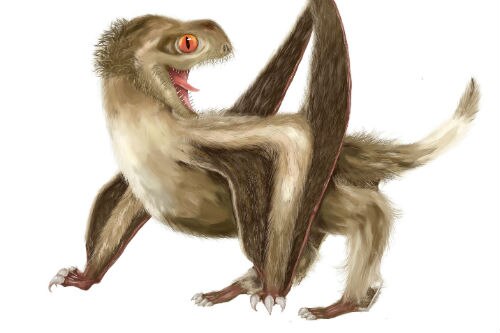 Pterosaurs evolved from small, wingless reptiles called lagerpetids ...