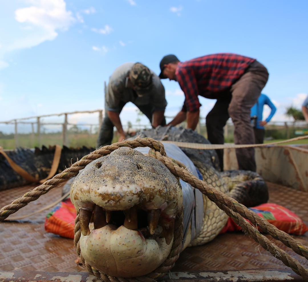 Increasing croc risk prompts Western Australia's first safety campaign ...