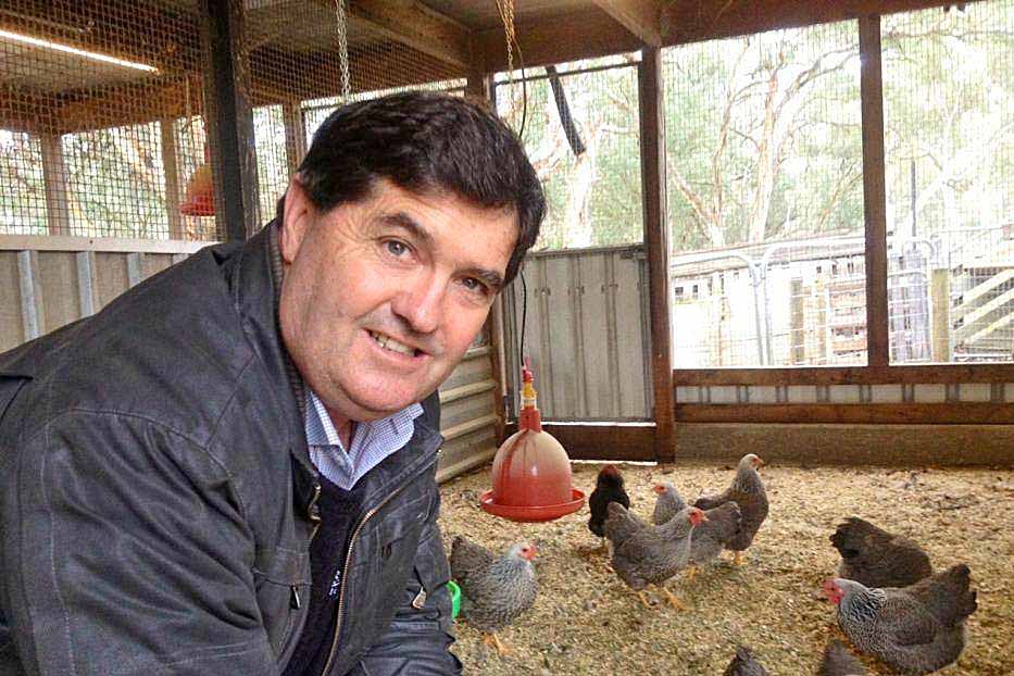 Syndicate shattered as chooks get the chop - ABC News