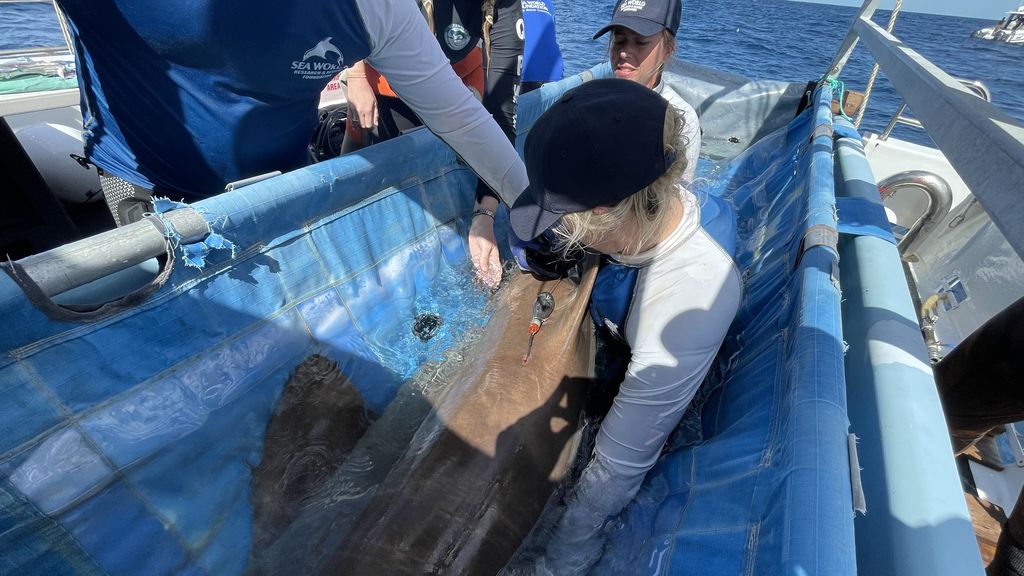 Grey nurse shark research project - ABC News