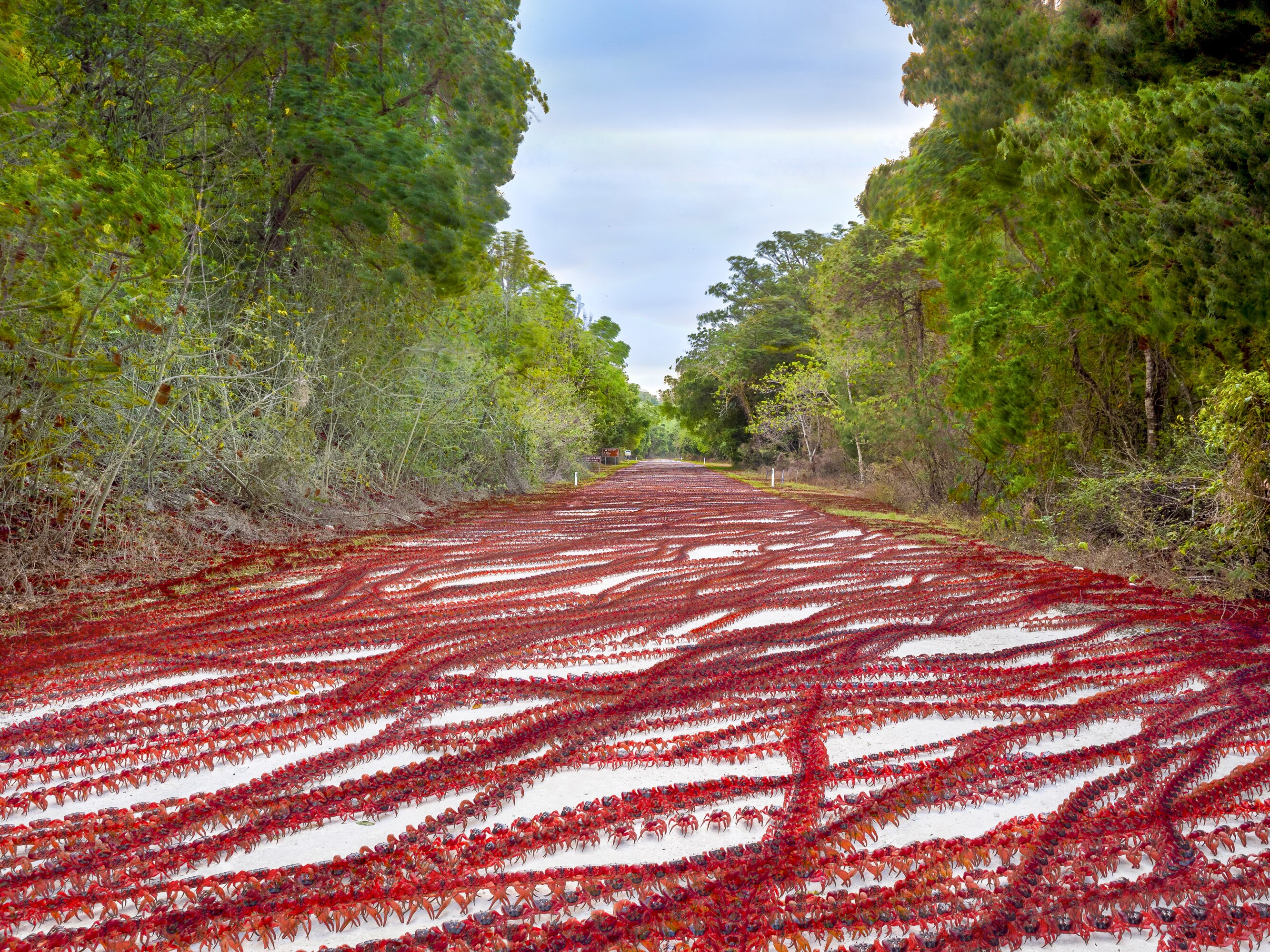 Christmas Island's red crabs scuttle from rainforest to coast in their ...