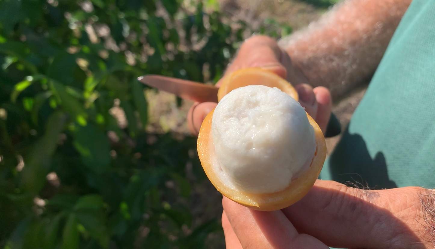 Northern Territory farm celebrates first achacha crop - ABC listen