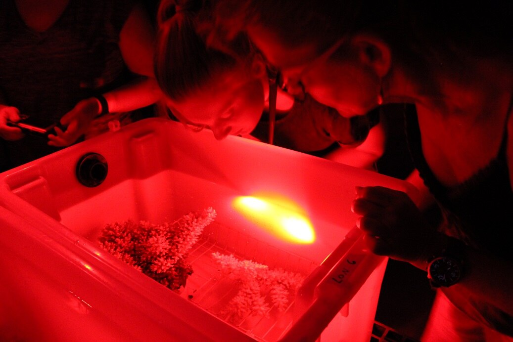 Coral spawning and assisted evolution at Australia's Sea Simulator ...